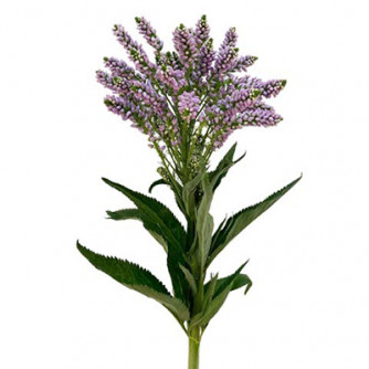 Veronica Smart Splash