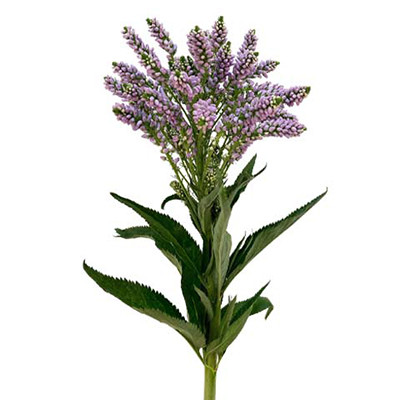 Veronica Smart Splash