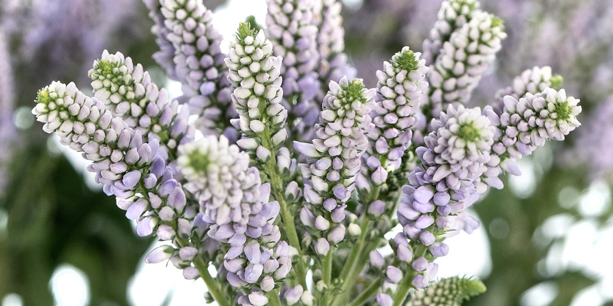 Veronica Smart Splash