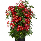 Rose Everglow Ruby | Product Featured on Thursd.com