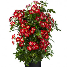 Rose Everglow Ruby | Product Featured on Thursd.com