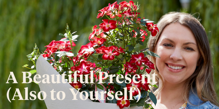 Rose Everglow Ruby Is Getting Prettier and Prettier