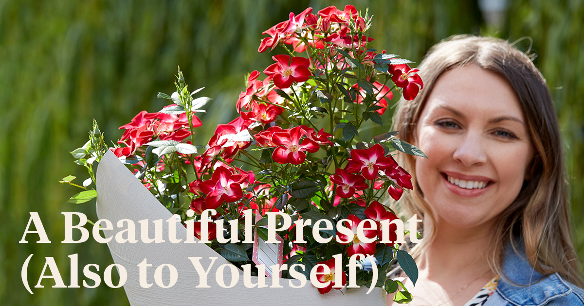 Rose Everglow Ruby Is Getting Prettier and Prettier