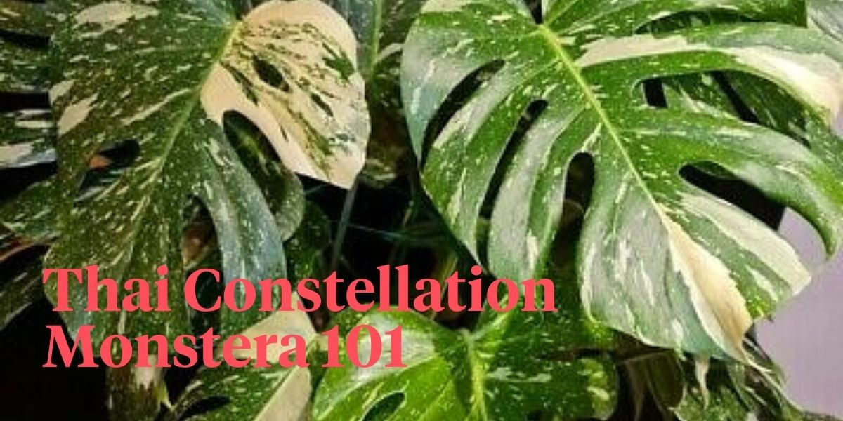 How to Care for Monstera Thai Constellation Plant