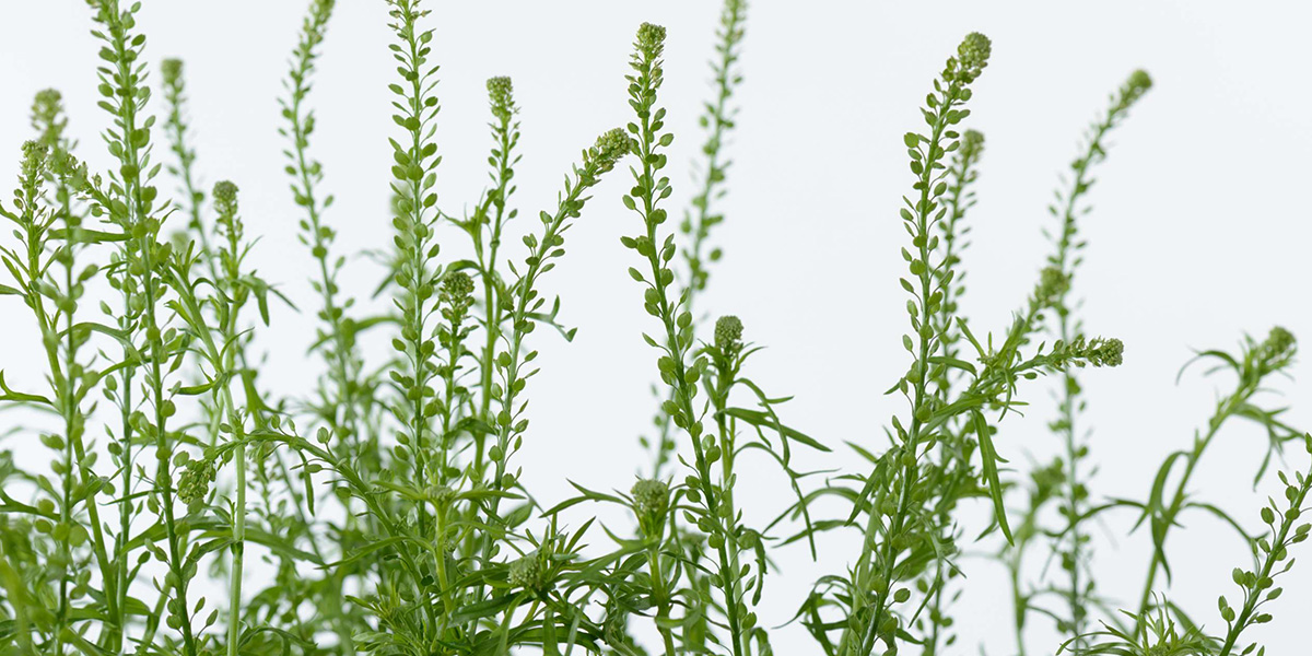 Lepidium Green Dragon