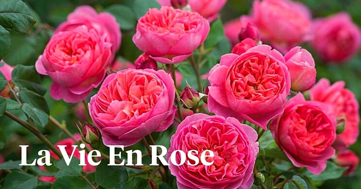 Ready to Join the Ultimate Garden Rose Design Contest?