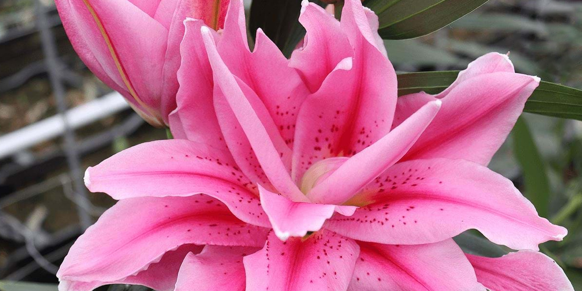 Roselily Natascha (Potplant)