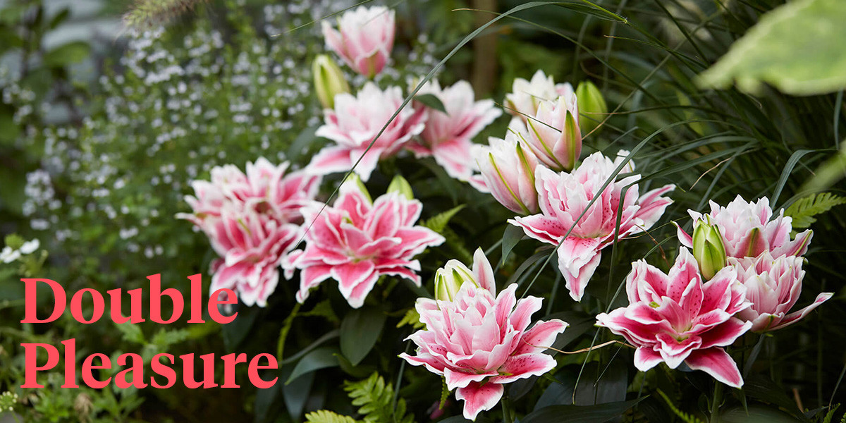 Guide To Rose Lily Flower Symbolism, Varieties and Care Tips