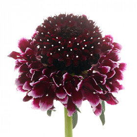 Scabiosa Sweet Cherry Scoop®
