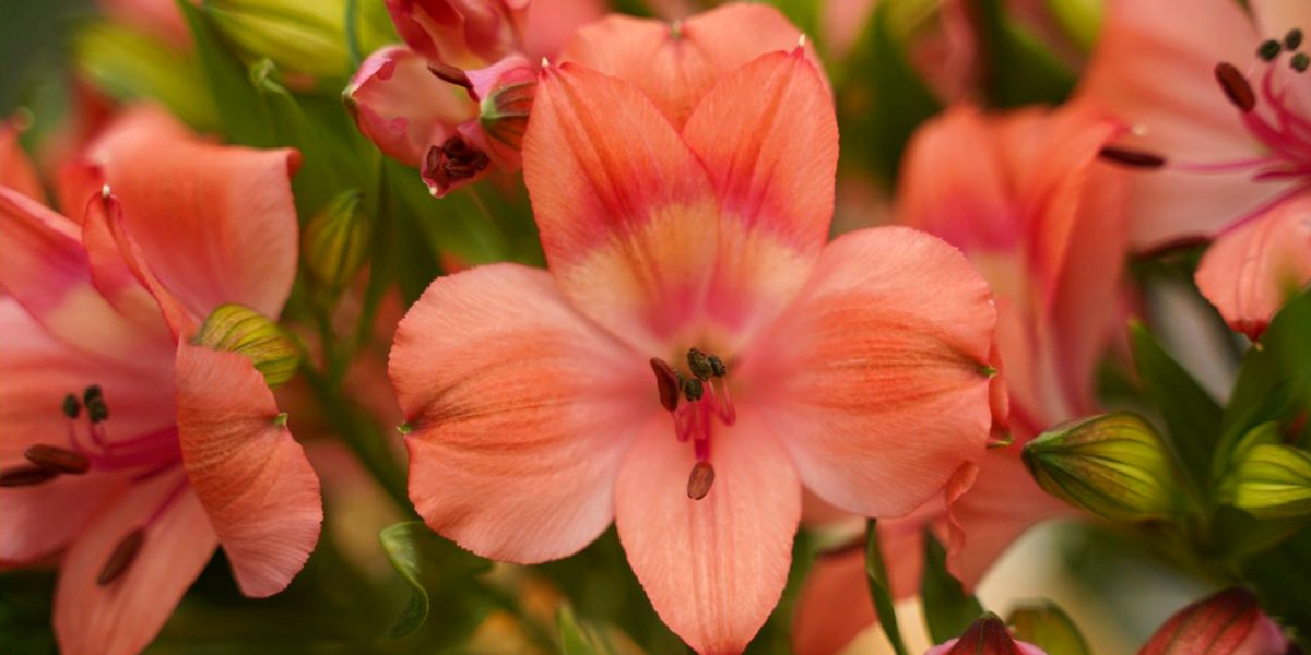 Alstroemeria Intenz Salmon