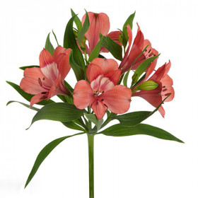 Alstroemeria Intenz Salmon