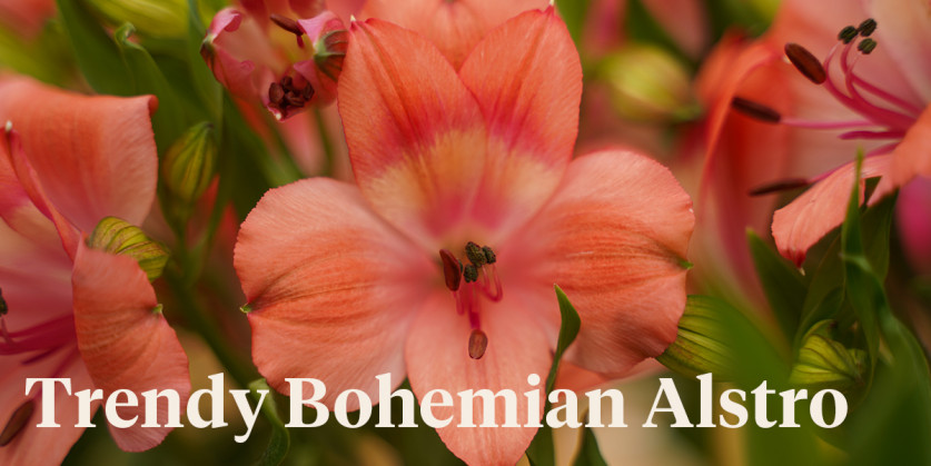 Introducing Alstroemeria Intenz Salmon From Together2Grow