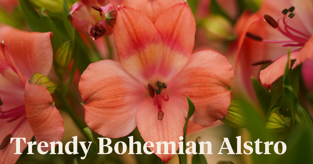 Introducing Alstroemeria Intenz Salmon From Together2Grow
