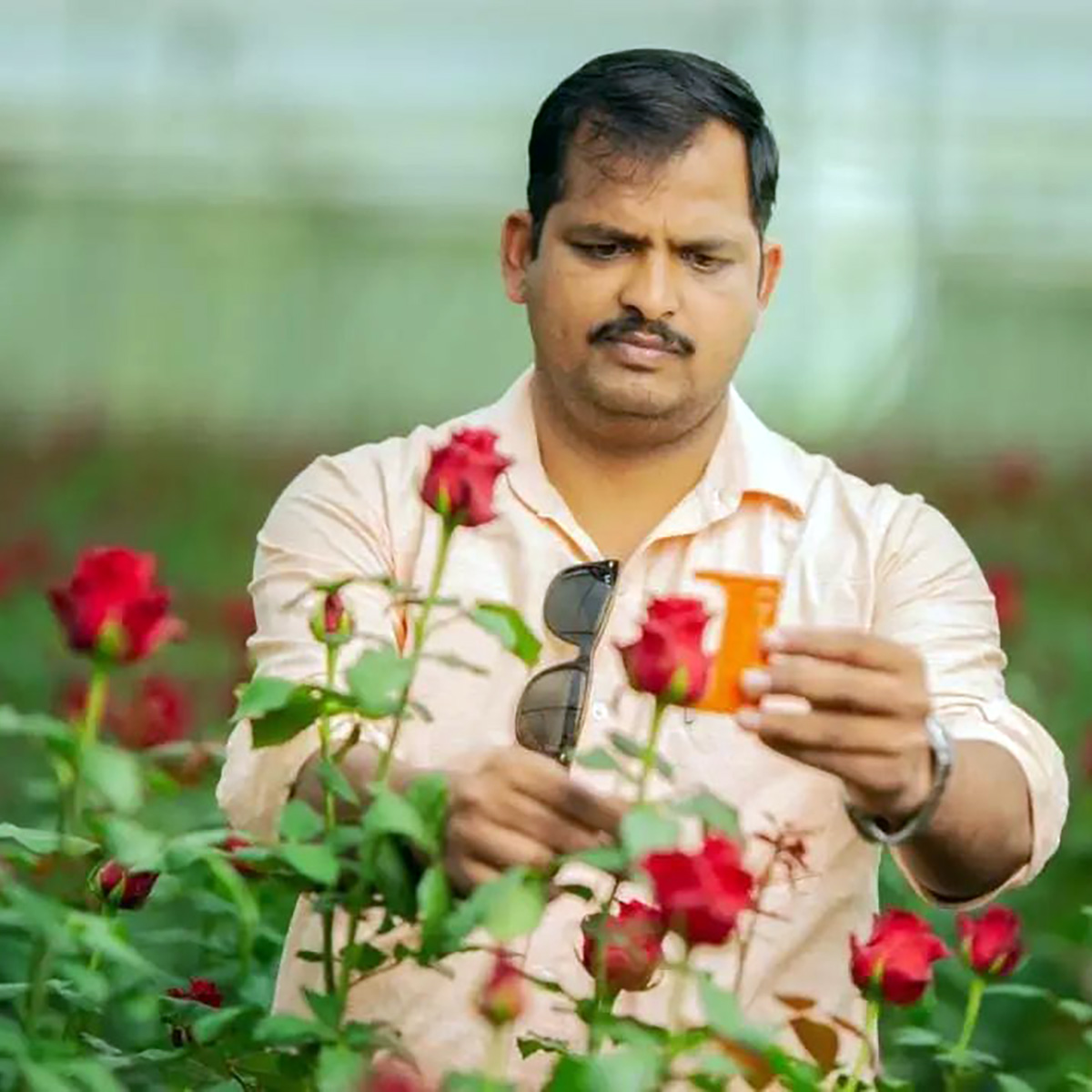 The Big Five Rose Edition - Part 2 - Pink Roses - Thursd