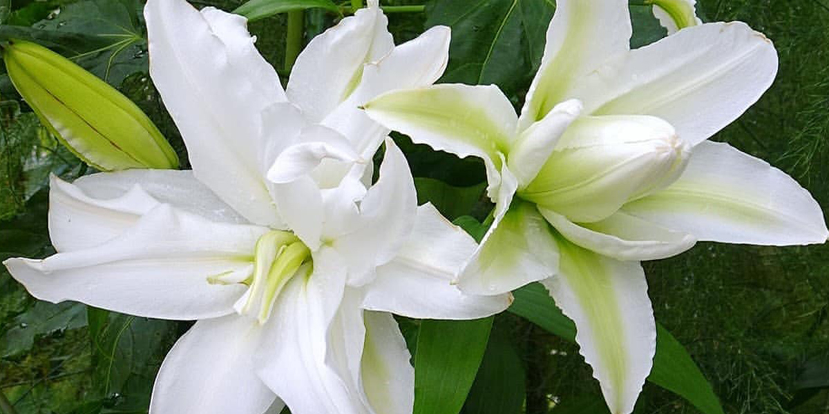 Roselily Aisha | Product Featured on Thursd.com