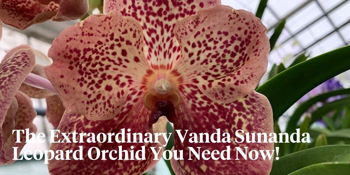 Vanda Sunanda Leopard Coral Orchid Care and Sourcing