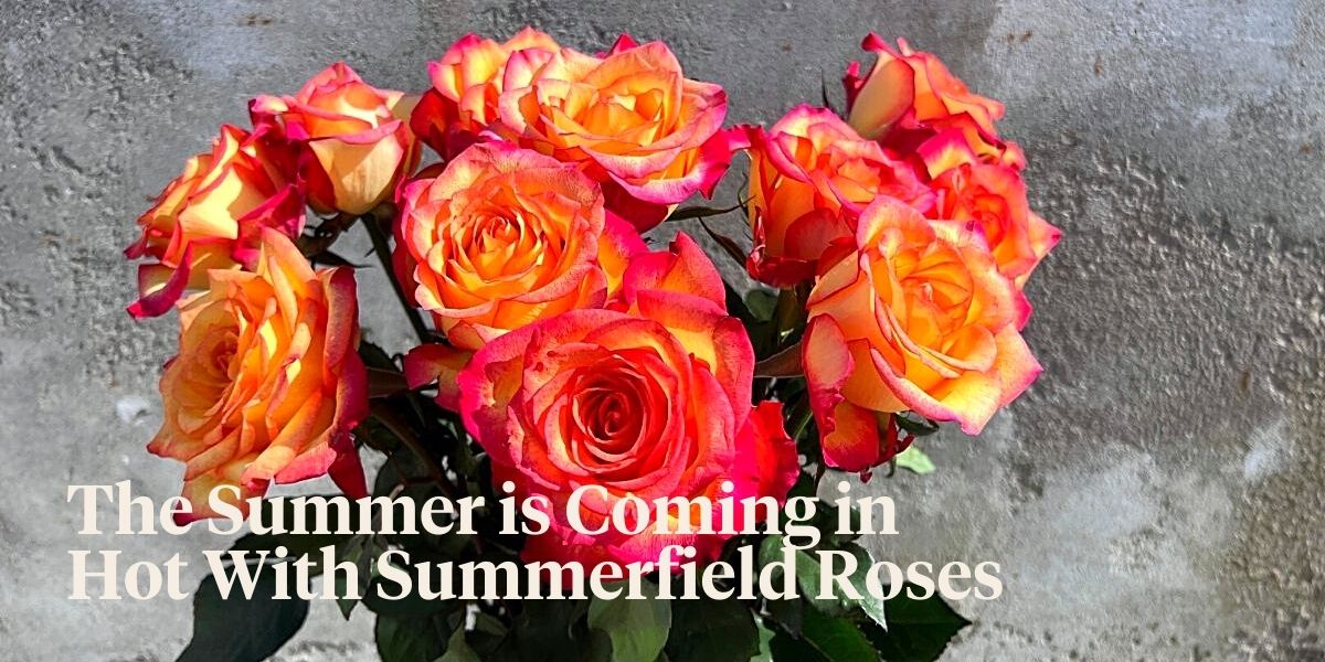 Rose Summerfield: Sunset-Colored Blooms and Care Tips
