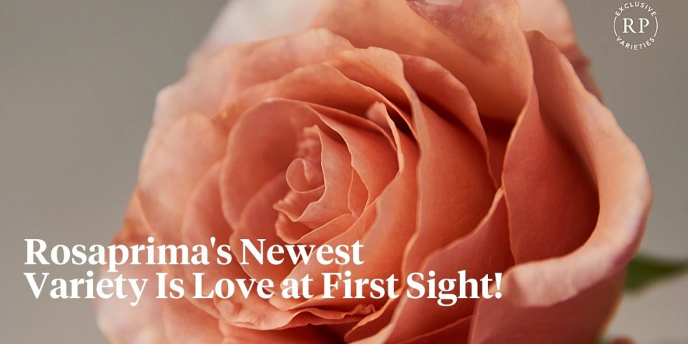 A New Bloom Is Born — Meet Rose RP Moab, Rosaprima's Newest Addition