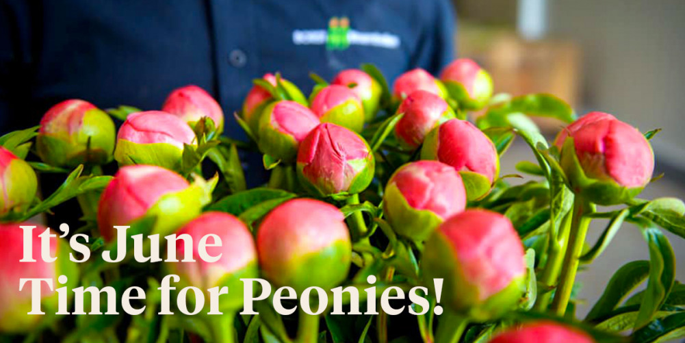 Peony Is the Perfect Flower for June