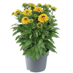 Rudbeckia Rudy Double Yellow Lemon | Product Featured on Thursd.com