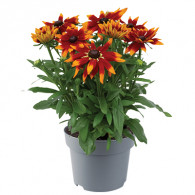 Rudbeckia Rudy Fire | Product Featured on Thursd.com