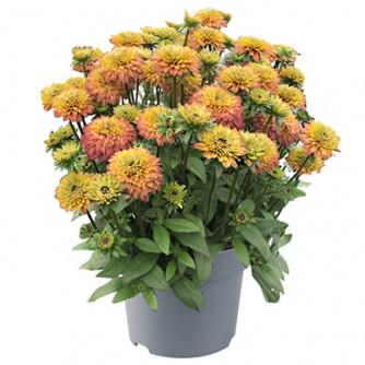 Rudbeckia Rudy Double Rose Yellow | Product Featured on Thursd.com