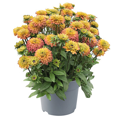 Rudbeckia Rudy Double Rose Yellow | Product Featured on Thursd.com