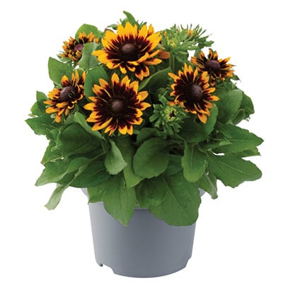 Rudbeckia Rudy Mini Yellow Black | Product Featured on Thursd.com
