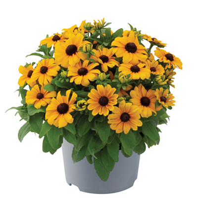 Rudbeckia Rudy Mini Yellow | Product Featured on Thursd.com