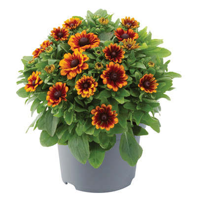 Rudbeckia Rudy Mini Brown Orange | Product Featured on Thursd.com
