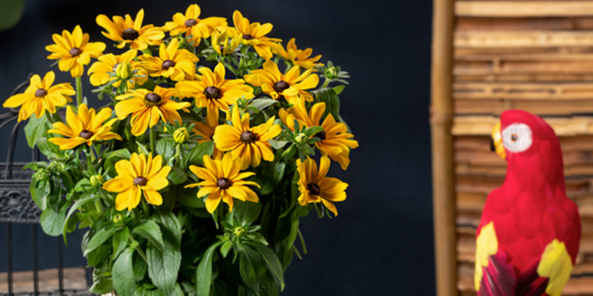 Rudbeckia Rudy Mini Yellow | Product Featured on Thursd.com