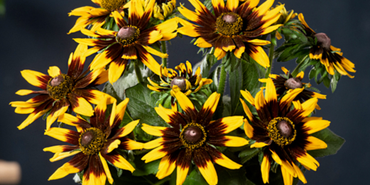 Rudbeckia Rudy Mini Yellow Black | Product Featured on Thursd.com