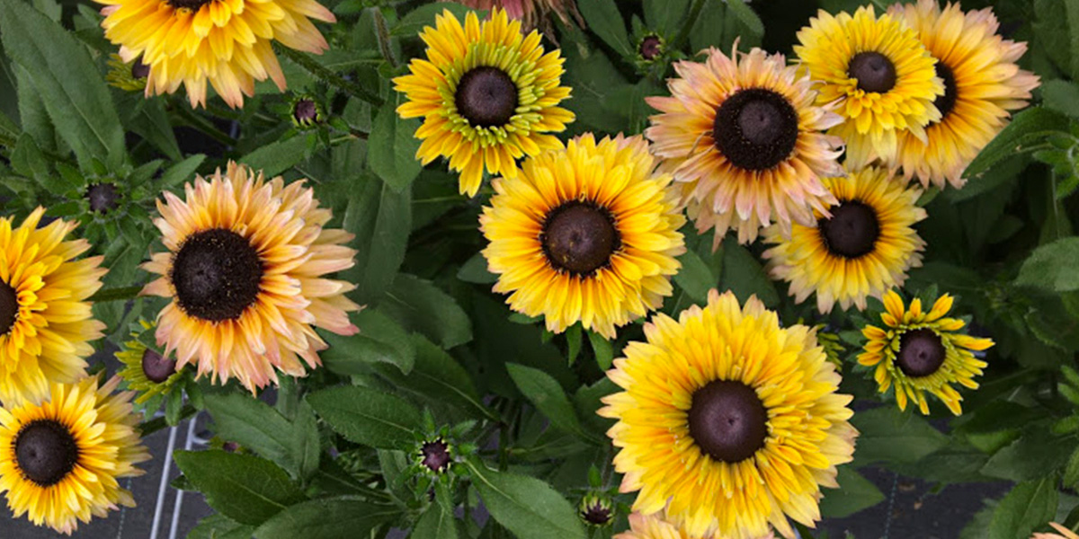 Rudbeckia Rudy Double Yellow Lemon | Product Featured on Thursd.com