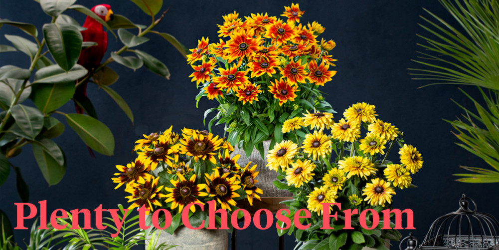 Rudbeckia Rudy Is Your Early Summer Till Late Autumn Patio Eyecatcher