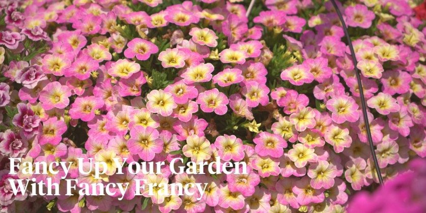 The Summer Loving Calibrachoa Fancy Francy by Selecta One