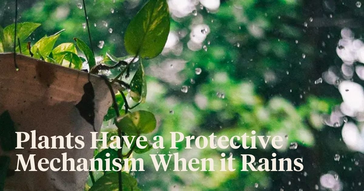 Why Plants Panic When it Rains - Thursd