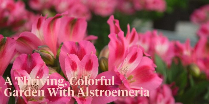 New Alstromeria Inca Collection From Könst