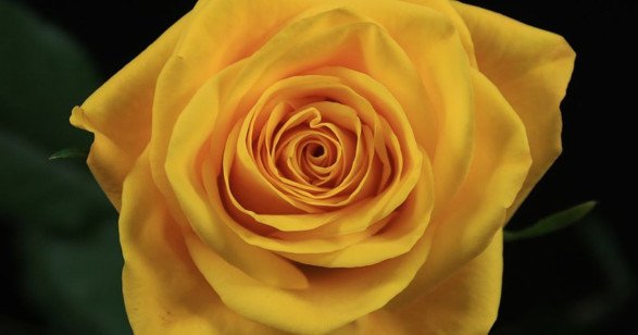 Rose Basanti | Product Featured on Thursd.com