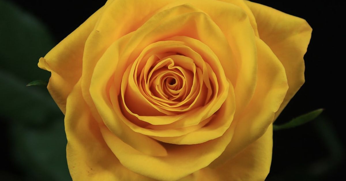 Rose Basanti | Product Featured on Thursd.com