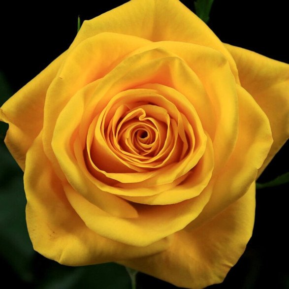 Rosehip Tender Hiphop - Thursd