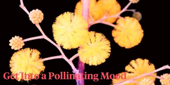 9 Erotic Plant Portraits That’ll Get You in a Blooming Mood