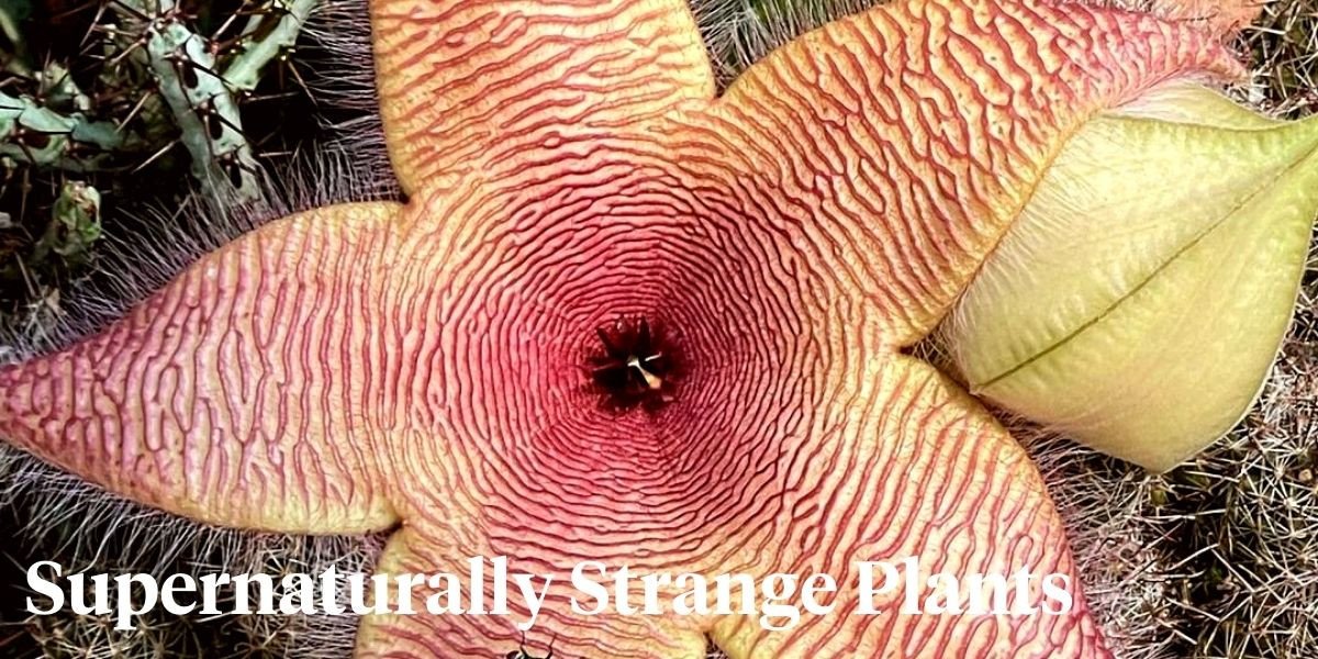 10 Strangest Plants in the World That Will Give You Chills | Thursd