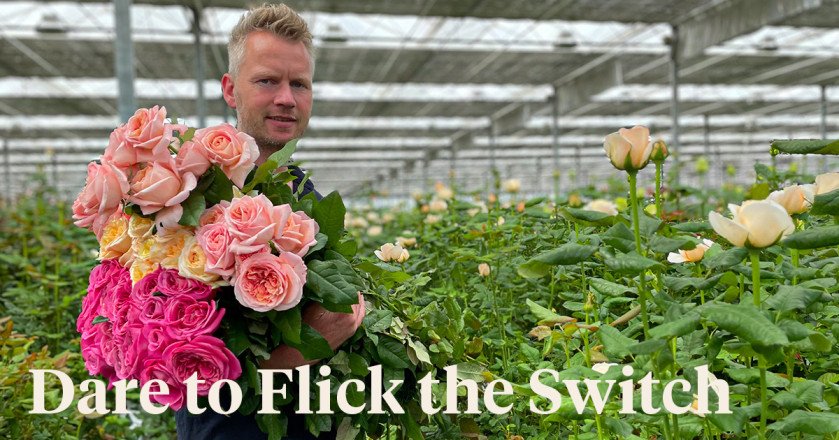 Growing Cold Greenhouse Roses and Saving Energy