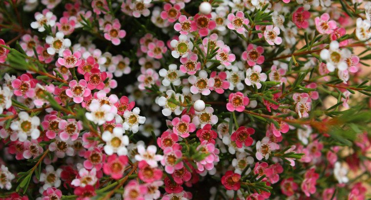 Arnelia - Grower featured on Thursd