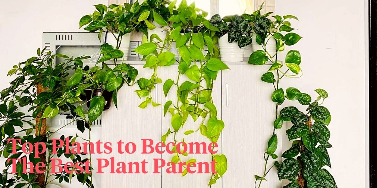 5 Houseplants for Beginners That’ll Help You Start Your Plant Journey ...