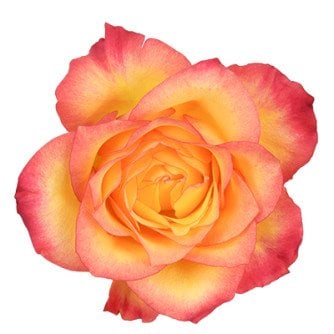 Rose Summerfield