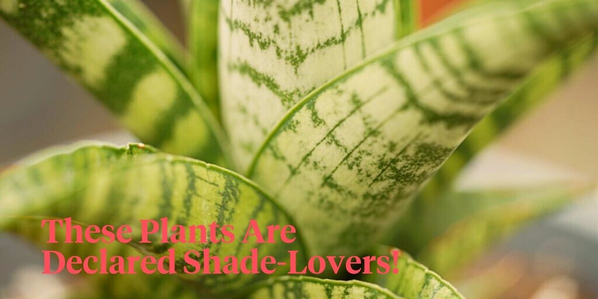 9 Exclusive Shade Tolerant Plants of Decorum