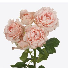 Rosehip Attractive Hiphop - Thursd