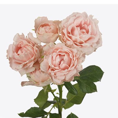 Spray Rose Chococcino - Product on Thursd