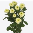 Spray Rose Emerald Queen | Product Featured on Thursd.com